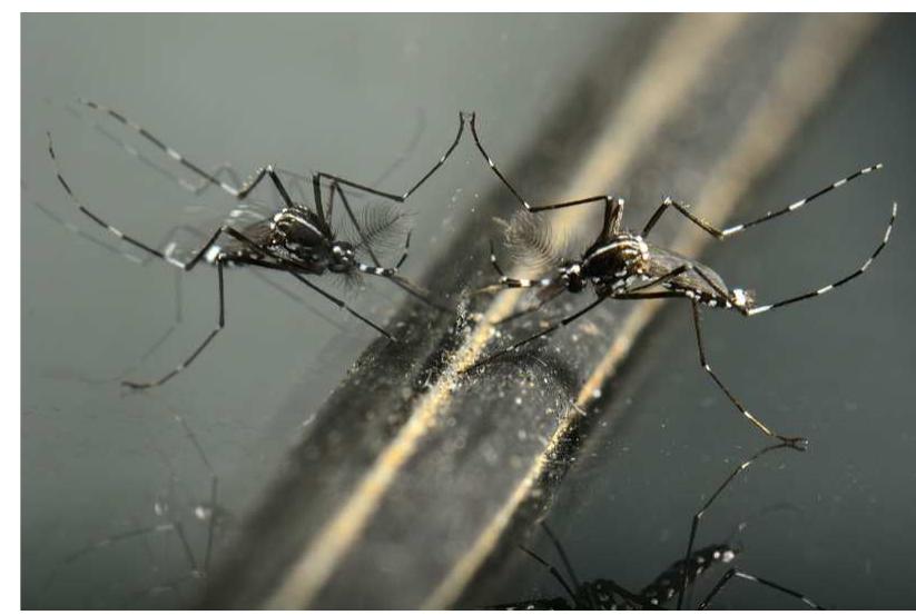 Male of aedes albopictus, the asian tiger mosquito (author: