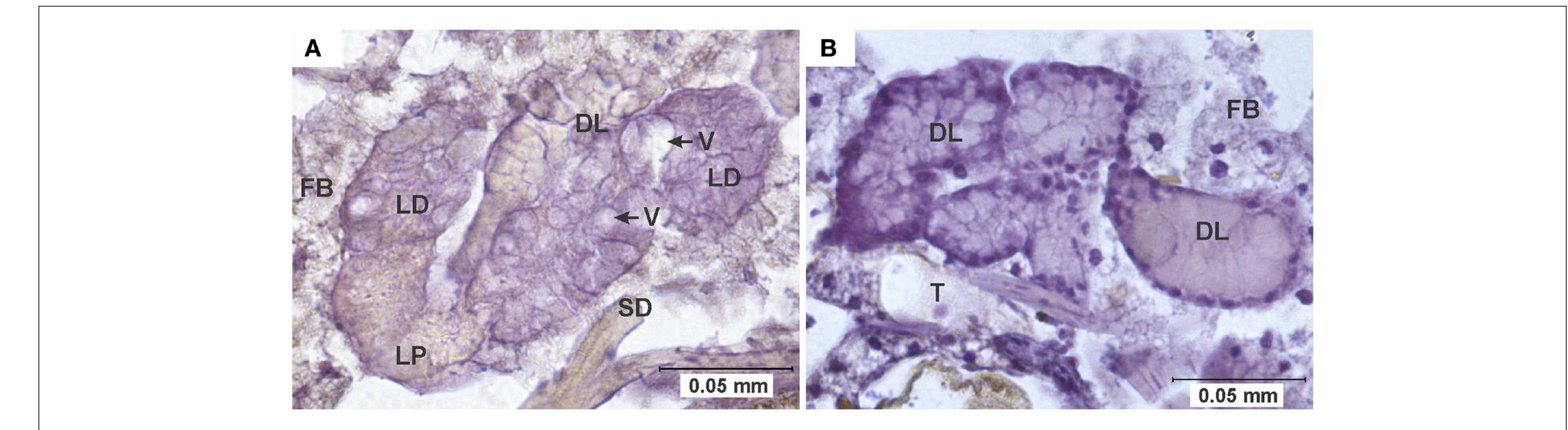 | pathology in salivary glands. (a) salivary gland of a
