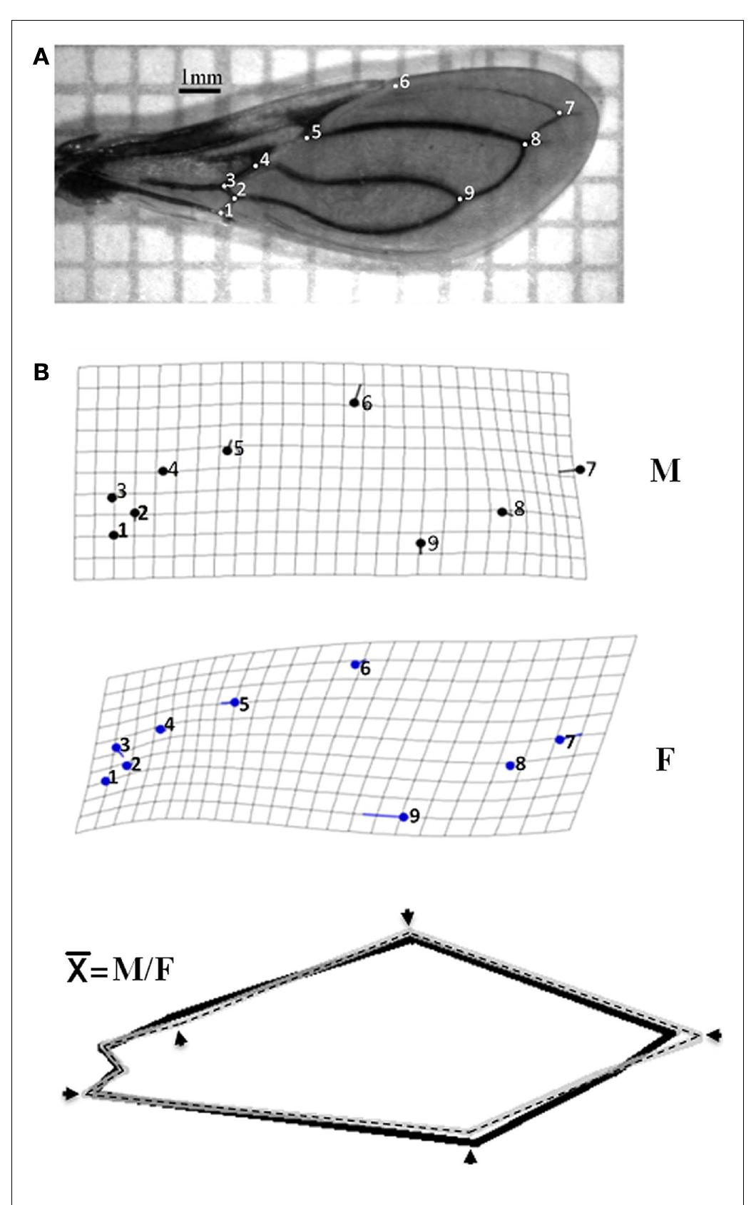 | differences in wing shape between genders of triatoma