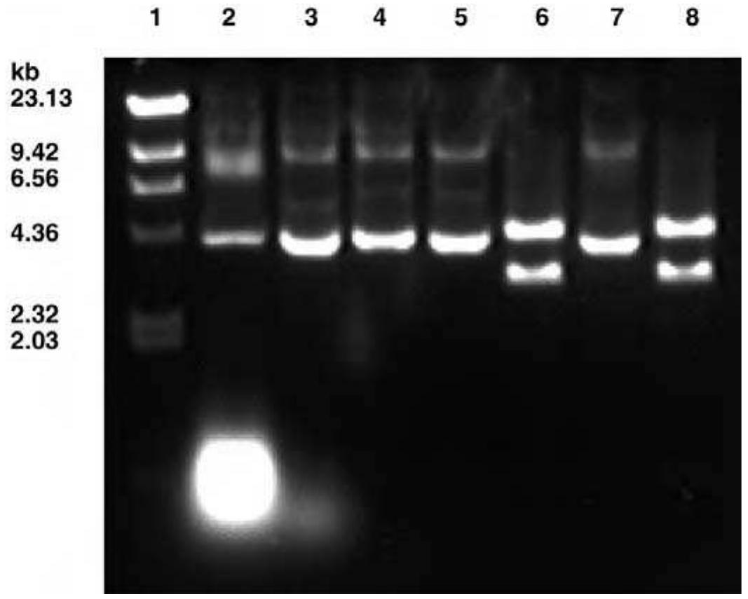 Agarose gel electrophoresis analysis of samples kept after