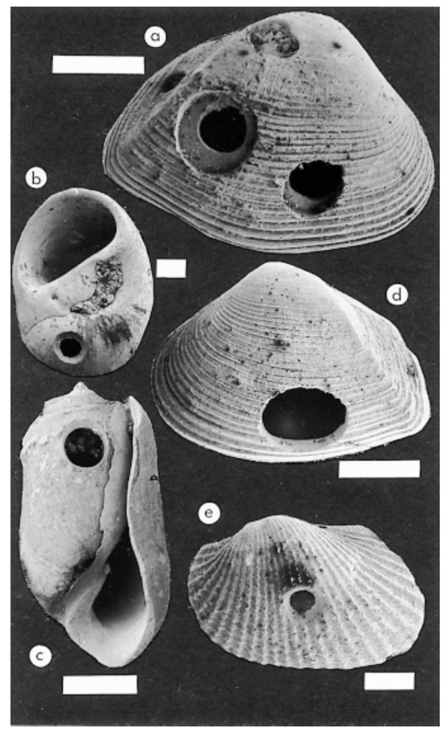 Figure 4 - Fossils explained 26: Trace fossils 4 - borings