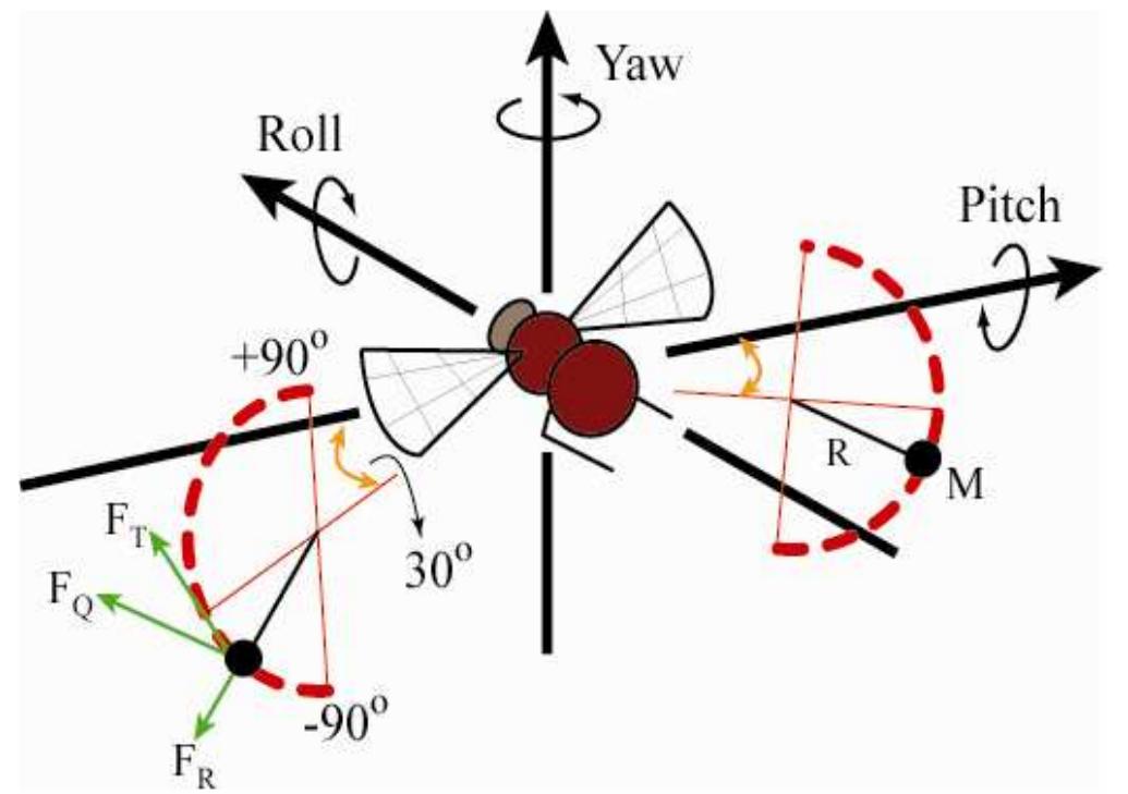 The coordination system of the fly with schematic