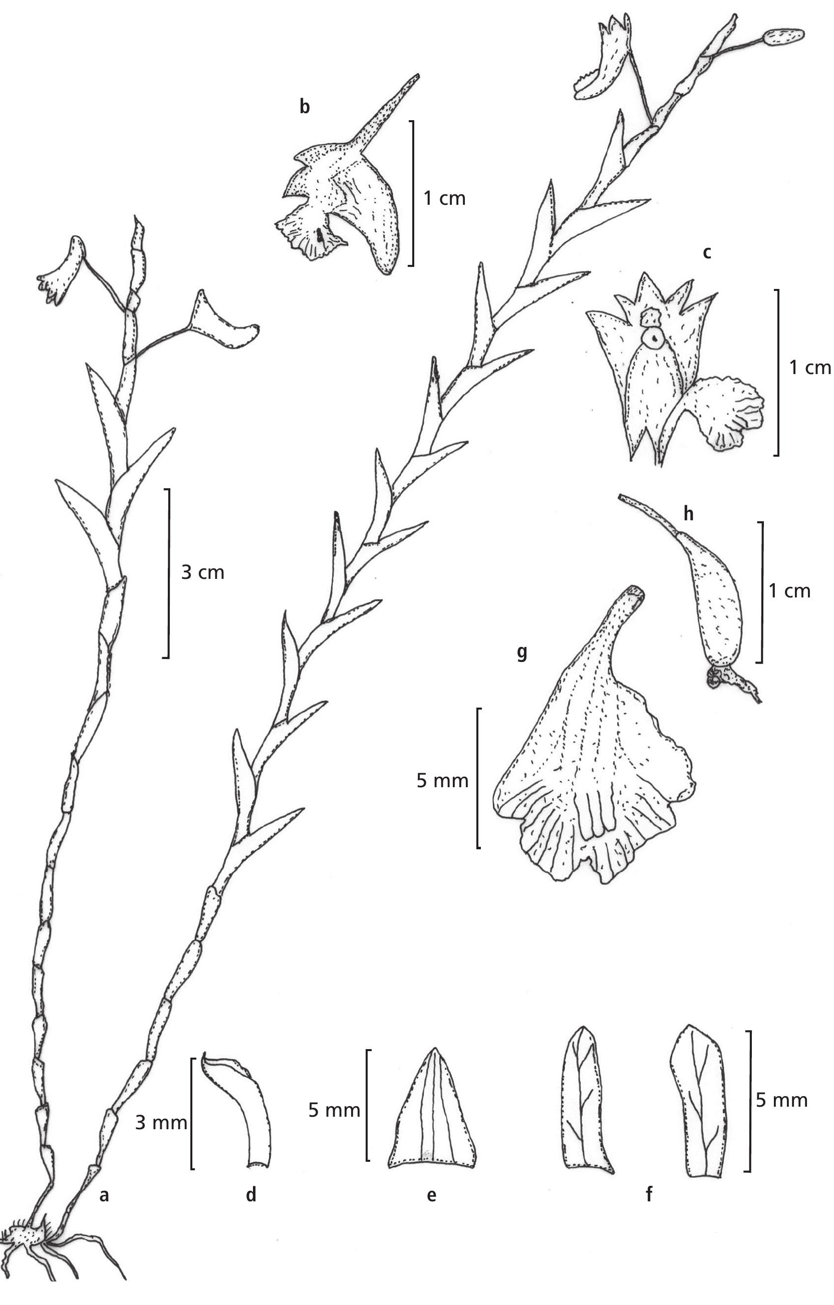 Dendrobium spatella rchb.f.: a. habit; b. flower; c. flower