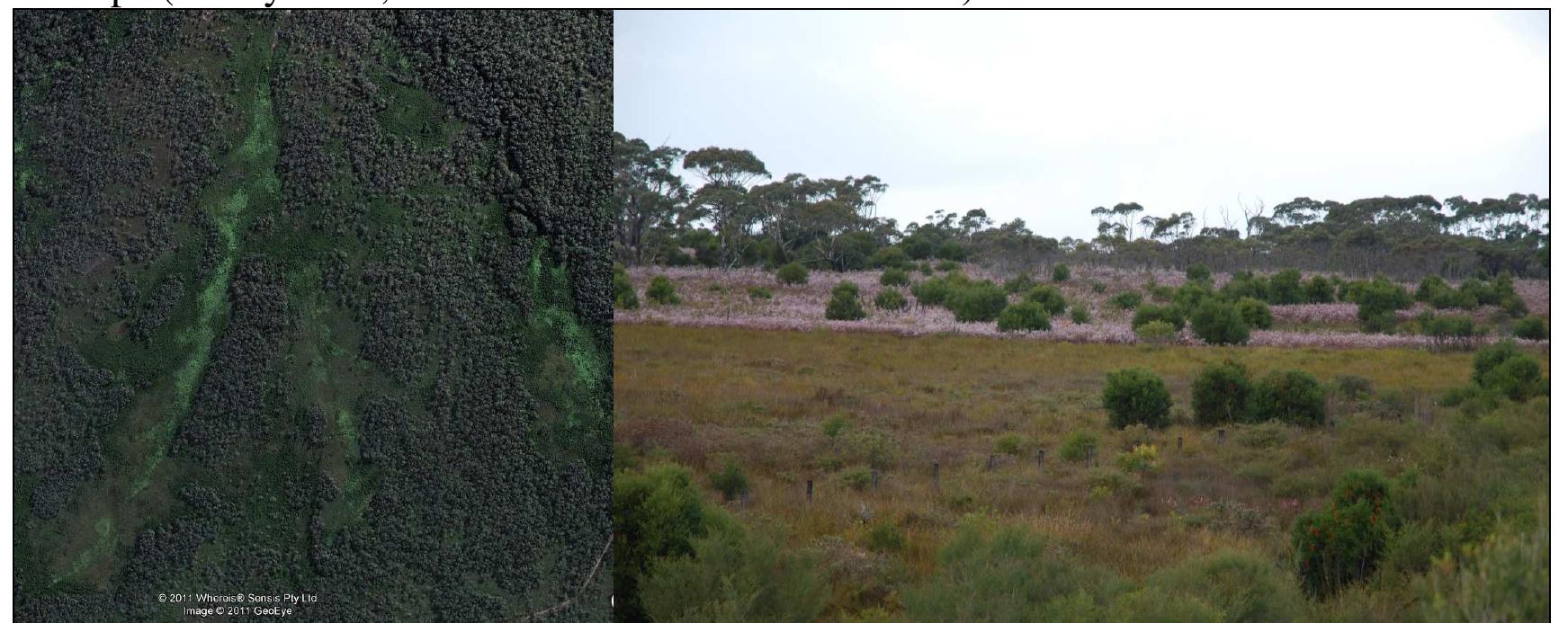 S1. 1. a typical example of coastal sandstone upland swamp