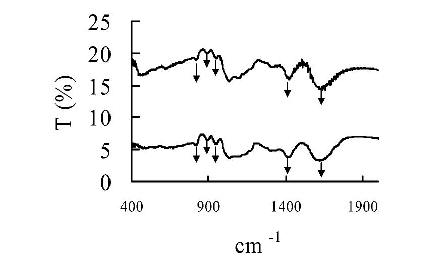 Ft-ir spectra of na*—alg (upper trace) and nat— alg/mwcnt