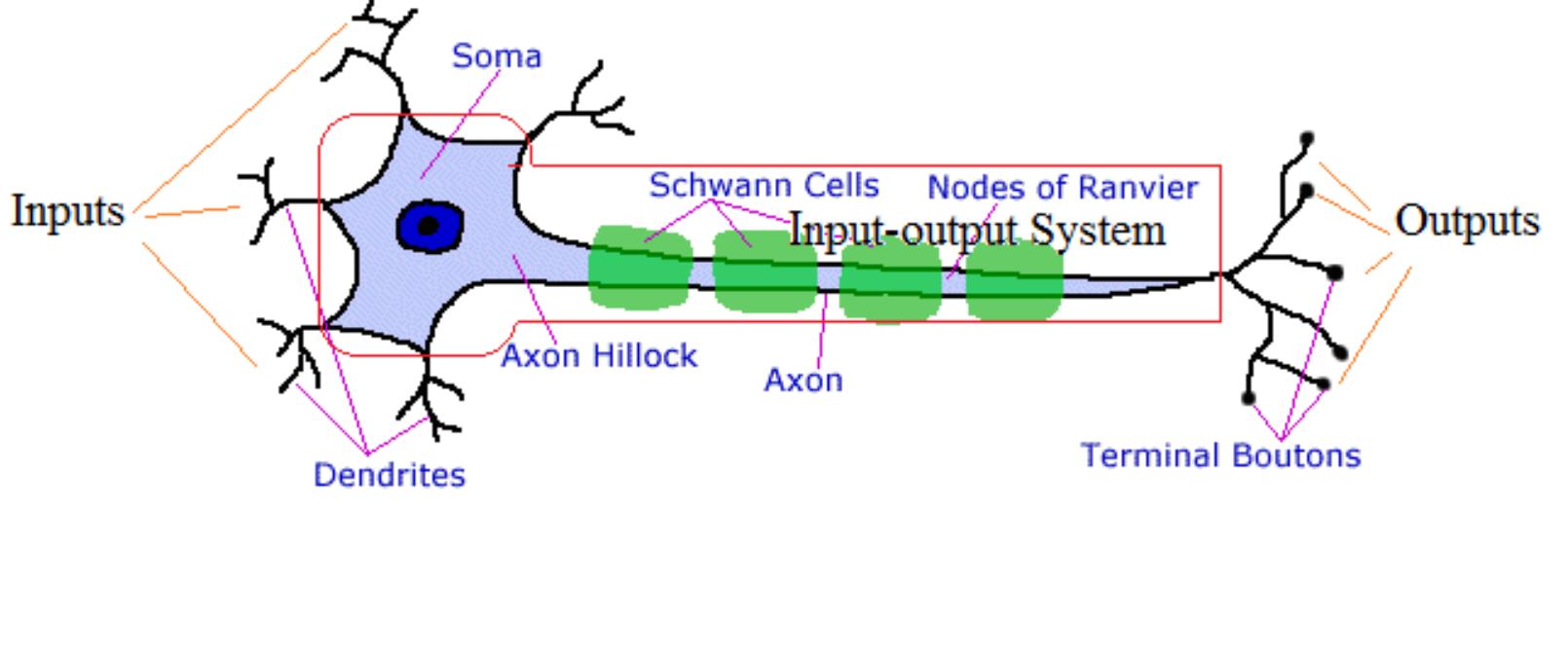 The sensory neuron is a system having multiple input and