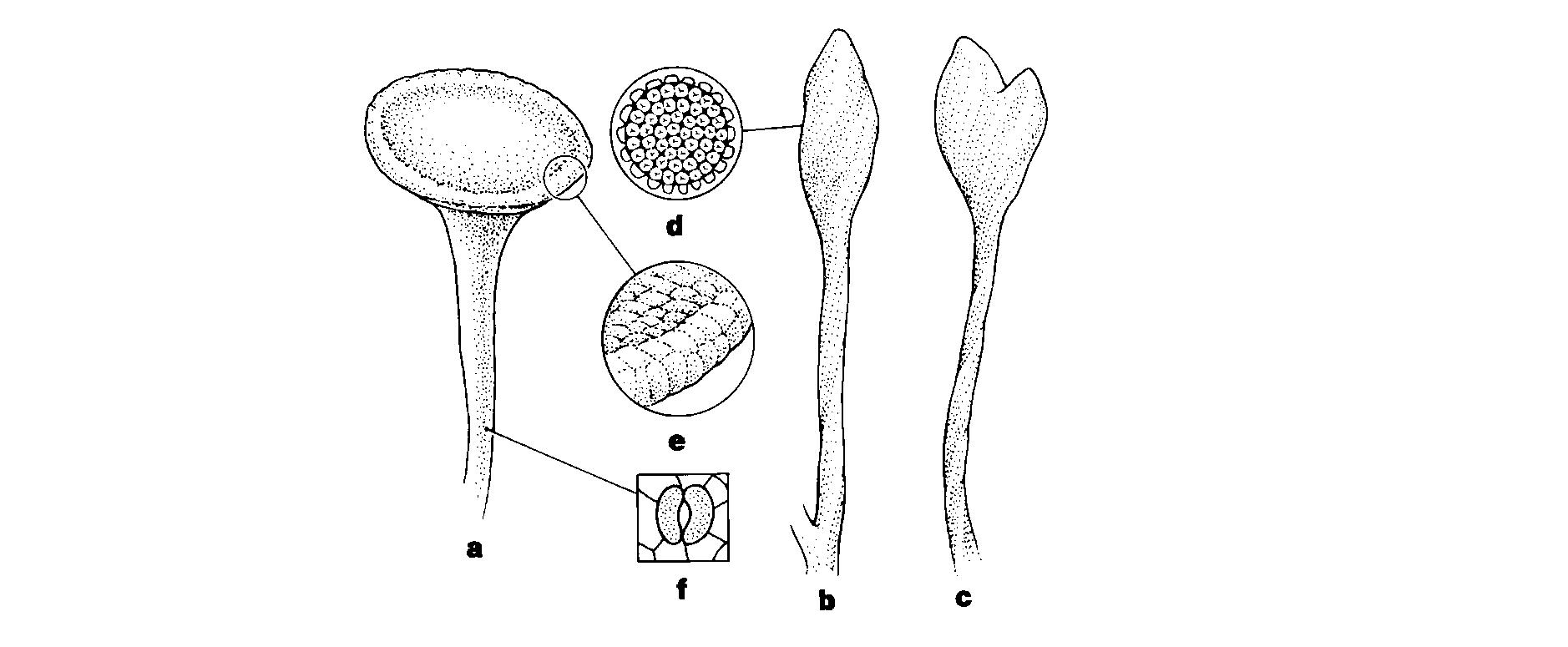 Nification x30. d, transverse section of sporangium showing