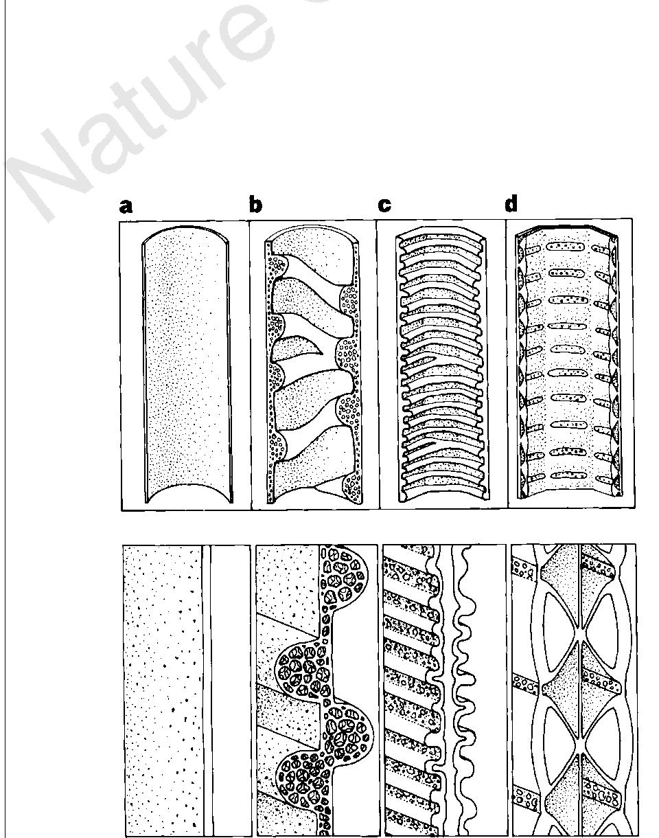Simplified phylogenetic tree showing the minimum