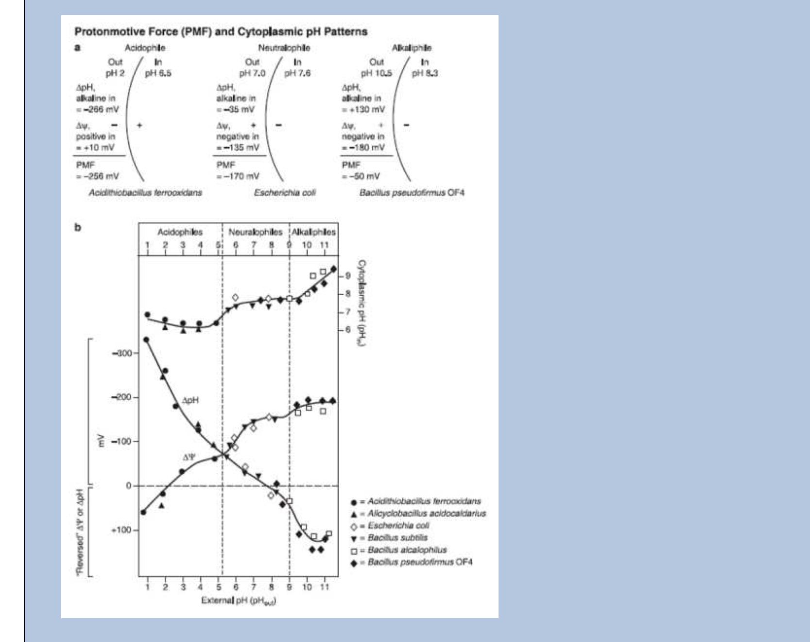 Extremely acidophilic and alkaliphilic bacteria grow,