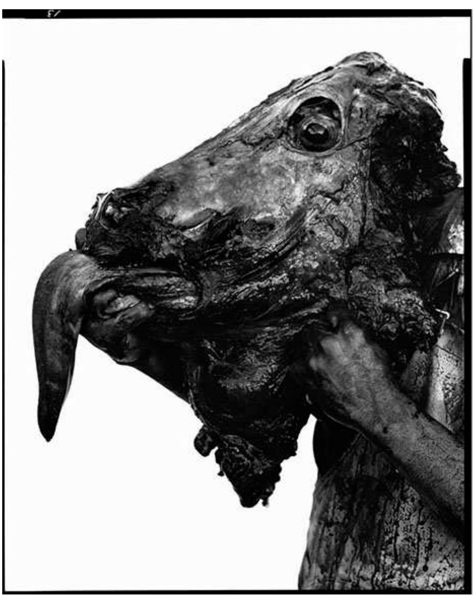 "steer, slaughterhouse, amarillo, texas, | 1/19/81" richard