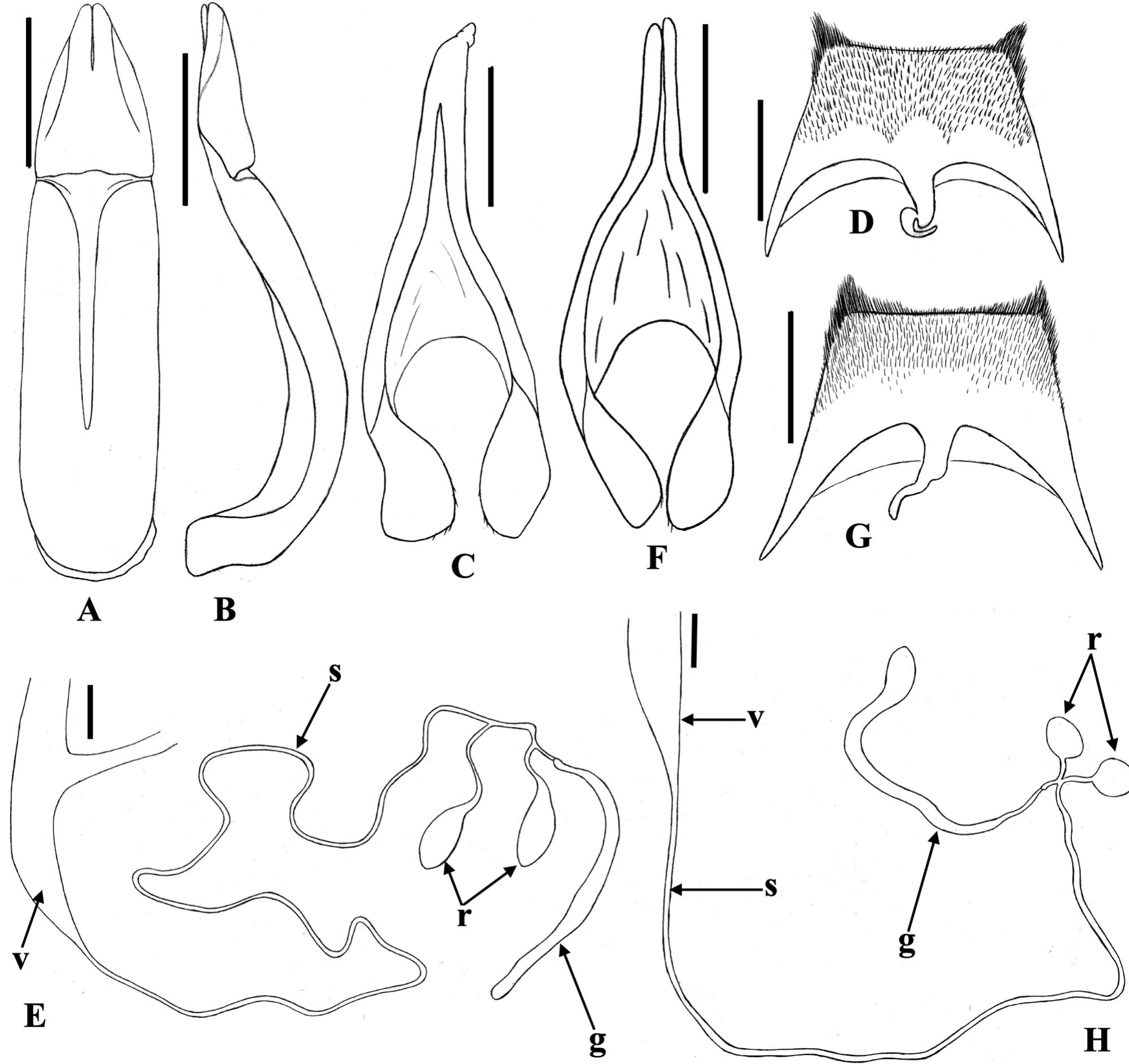 Male genitalia and female genital tubes of blaps. a.