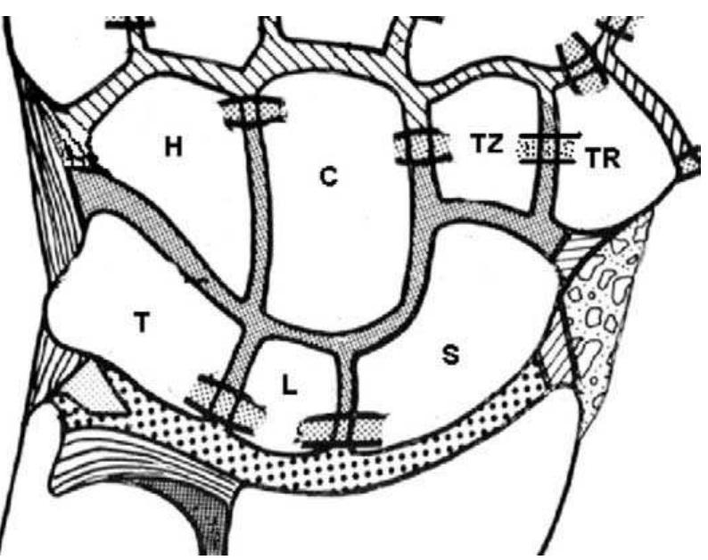 Intrinsic ligaments. joining the proximal surfaces of the