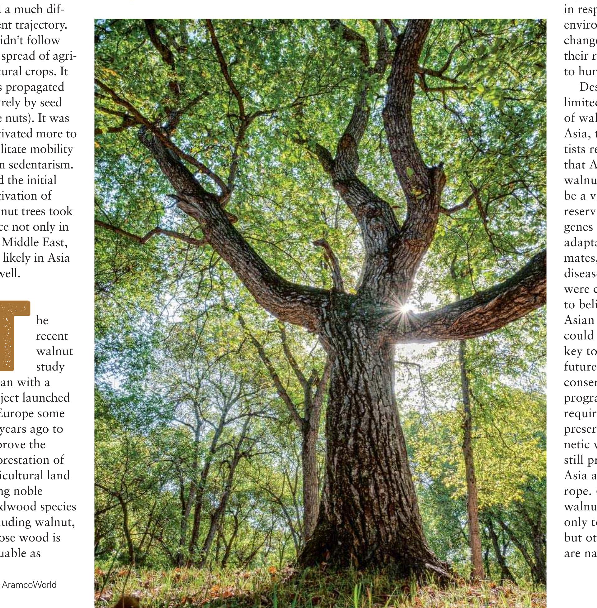 Figure 24 - The Islamic Roots of the Modern Hospital