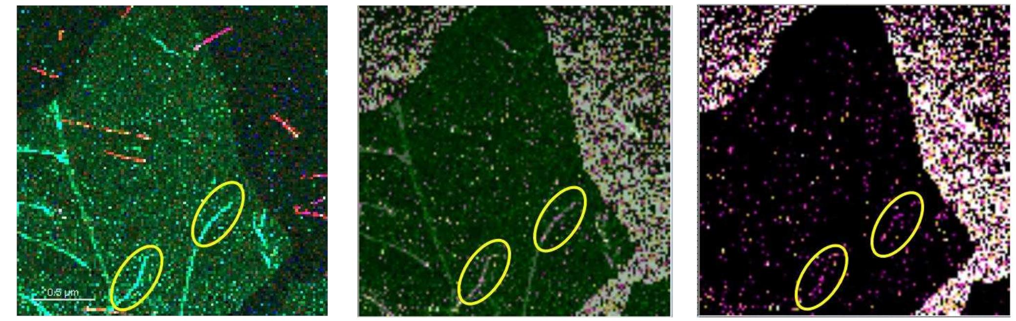 Graphene oxide -cnt sample deposited on gold. combined ters