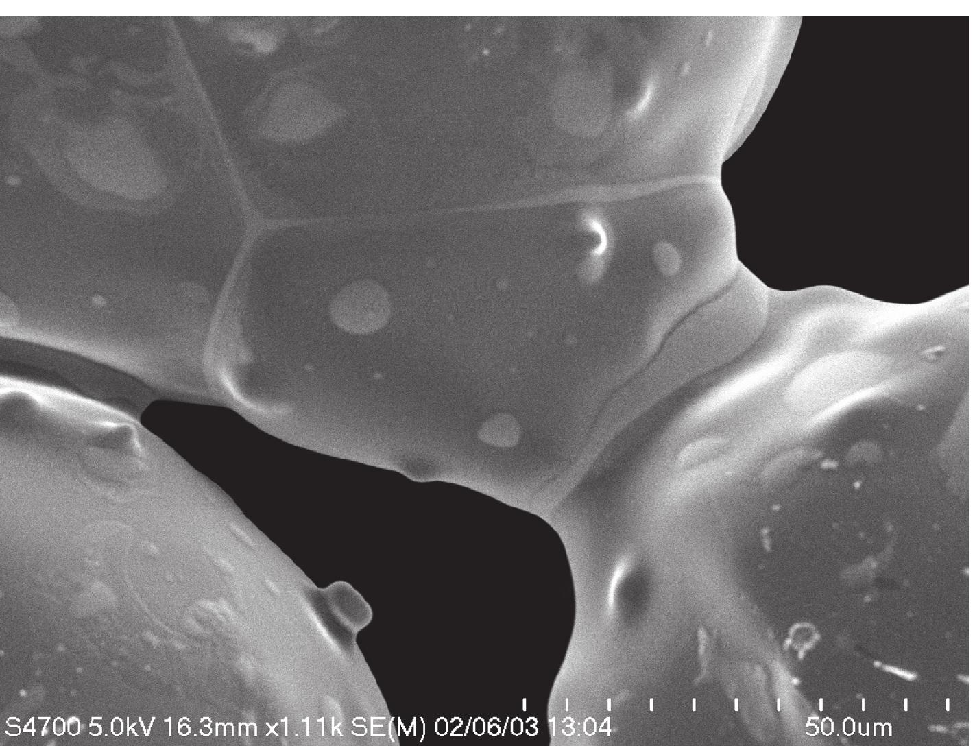 Low temperature scanning electron microscopy image of ice