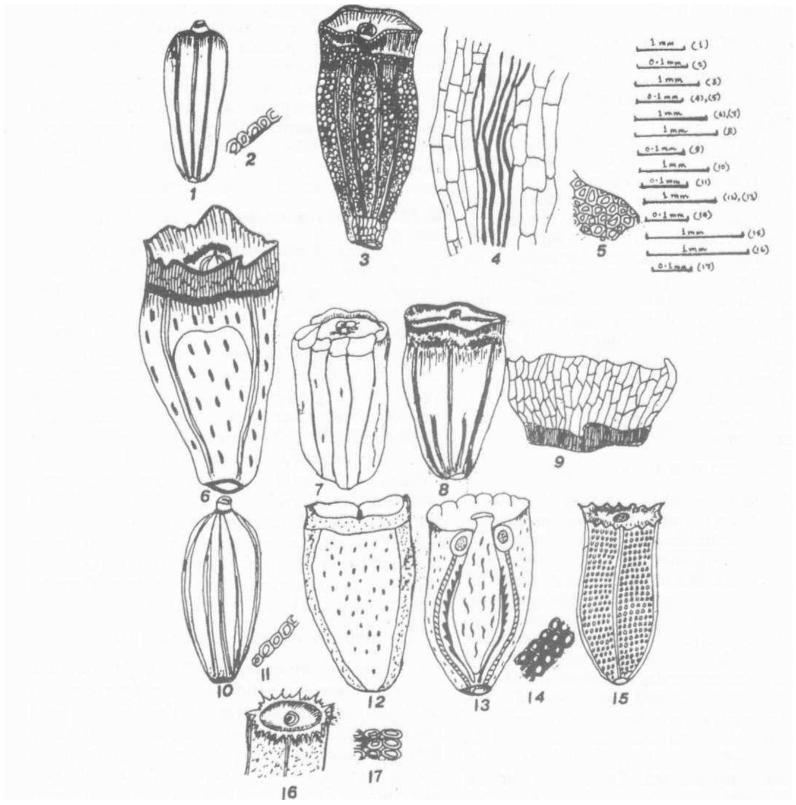 Figure 1 - from MACROMORPHOLOGICAL AND MICROMORPHOLOGICAL