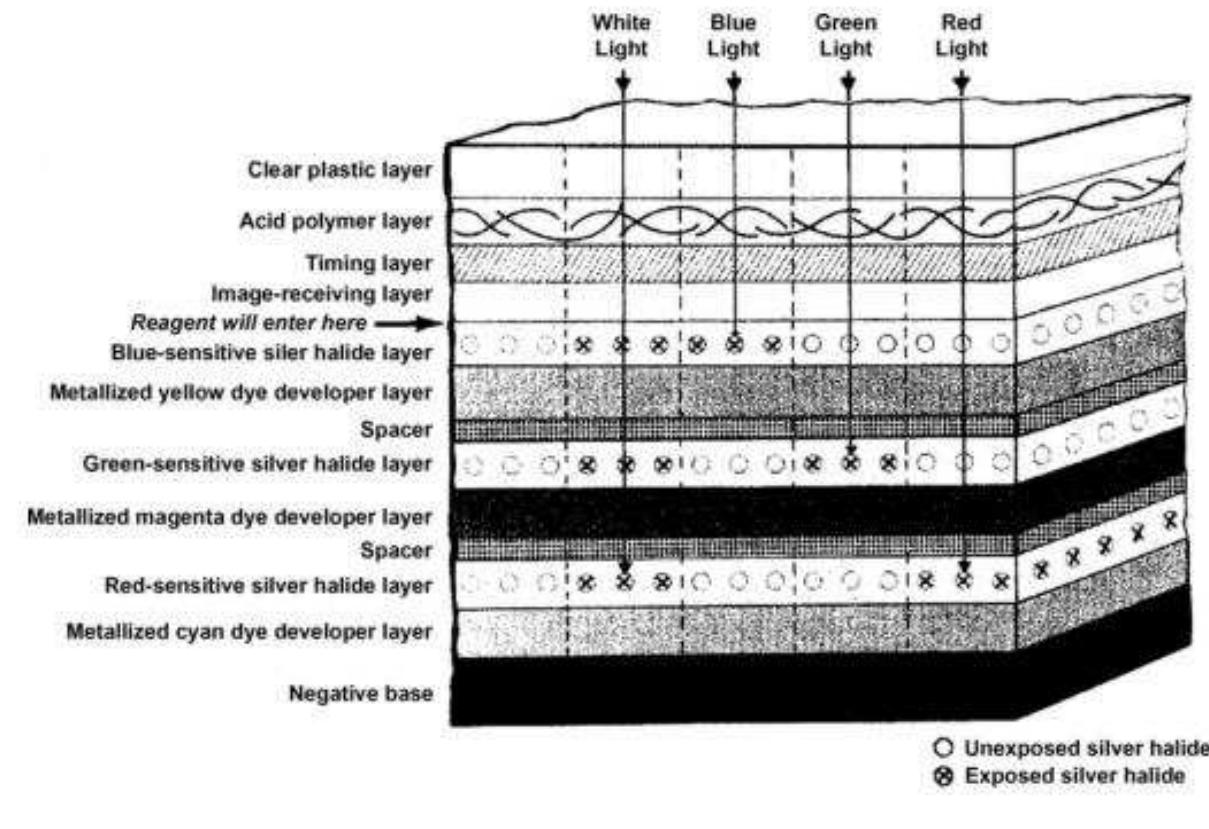 Schematic of the integral film layers. the 10-exposure film