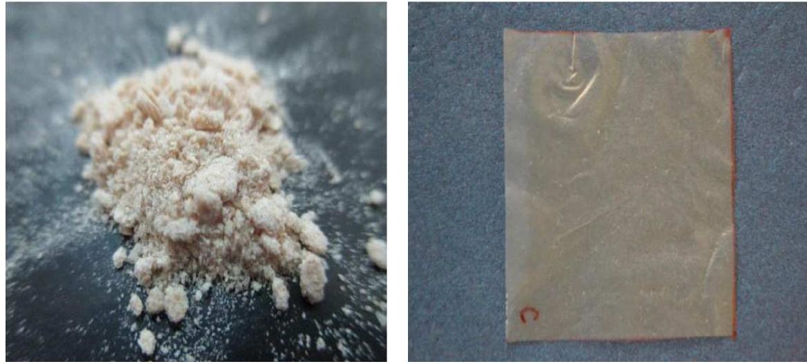 Shows the extracted chitin from the philippine blue swimming