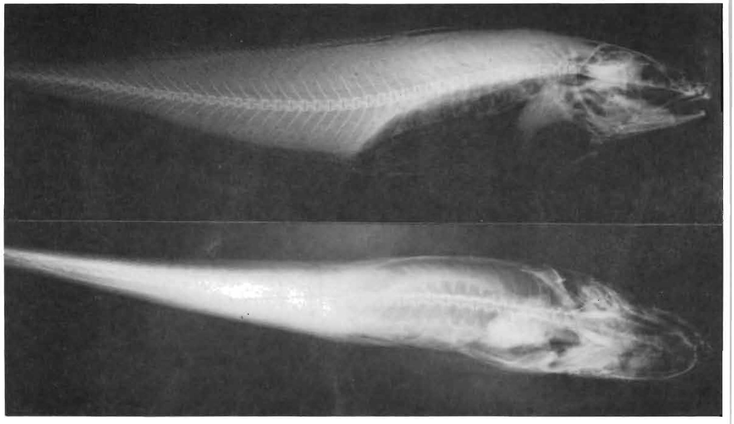 Et al., 1977). of the three pairs of otoliths the largest,
