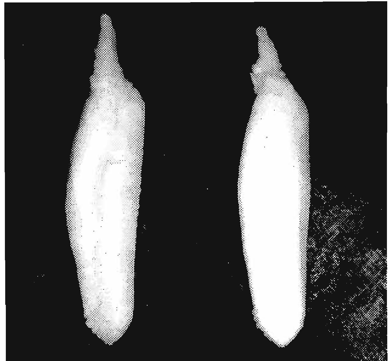 B. schematic drawing of the sagittal otolith of white hake
