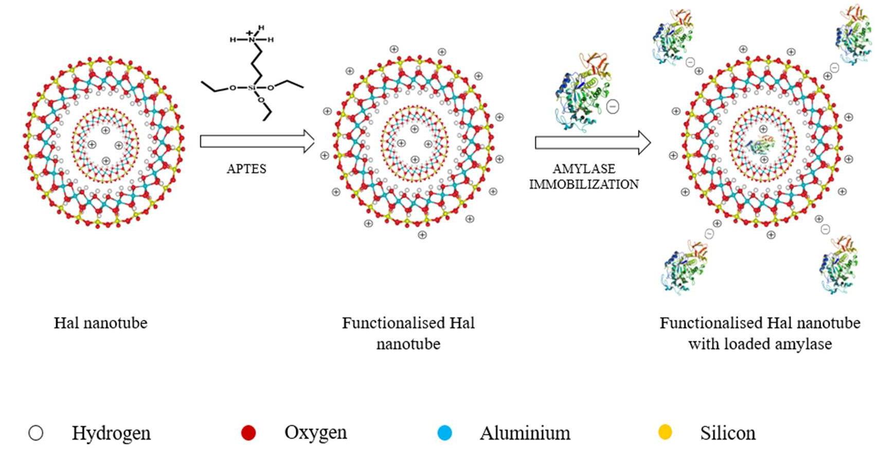 Schematic representation of loading of amylase on hal
