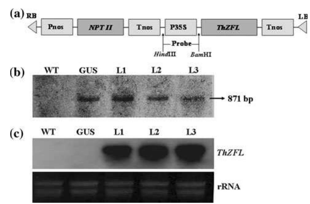 Confirmation of transgenic tobacco. a schematic map of the