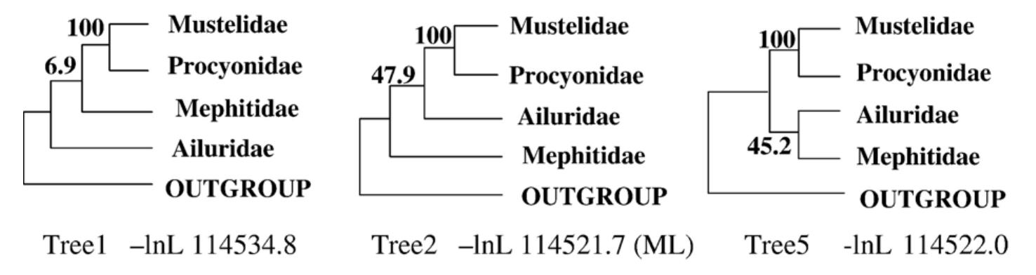 The phylogenetic tree of musteloidea by the totalml method.