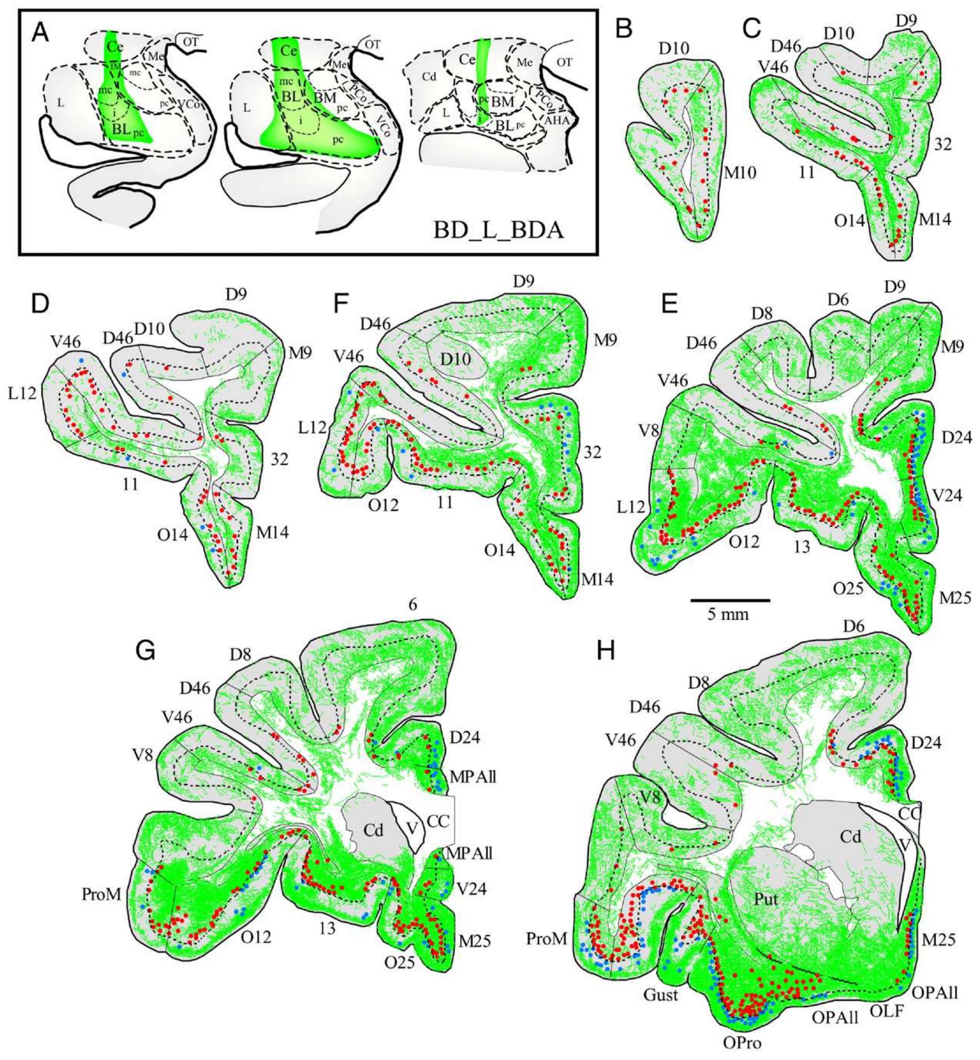 Pattern of input and output connections linking the left
