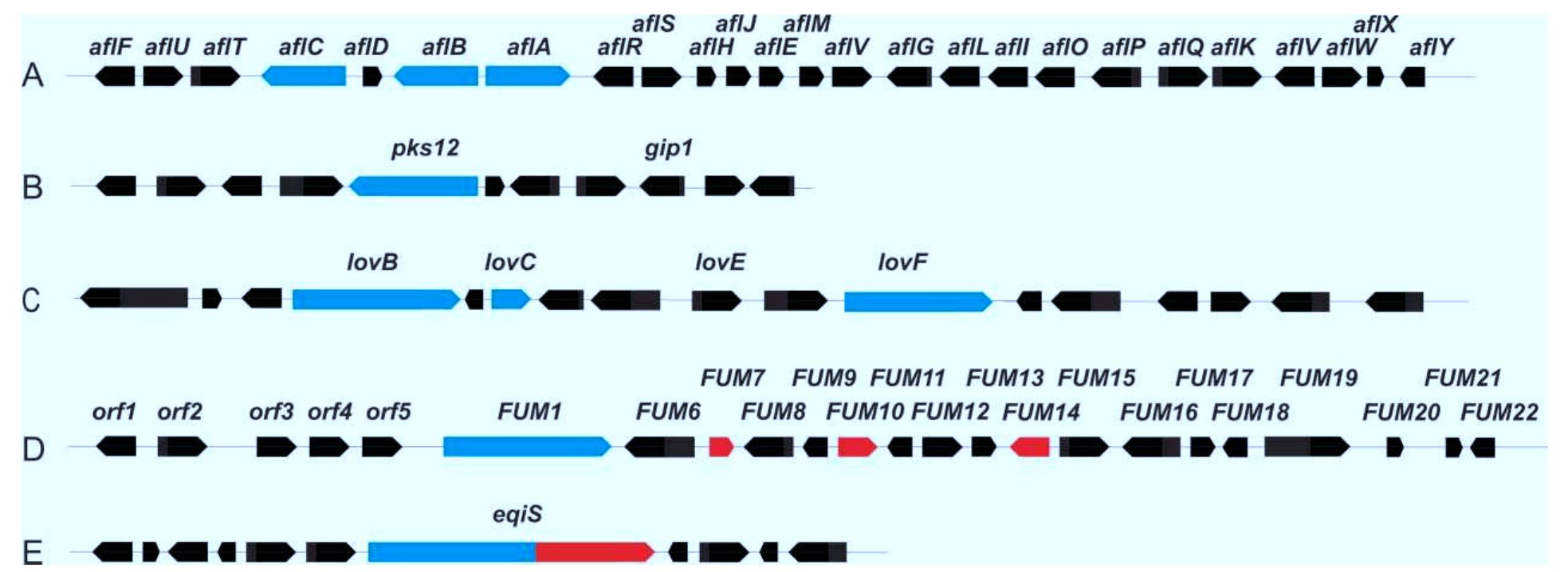 Selected biosynthetic gene clusters for fungal polyketides.