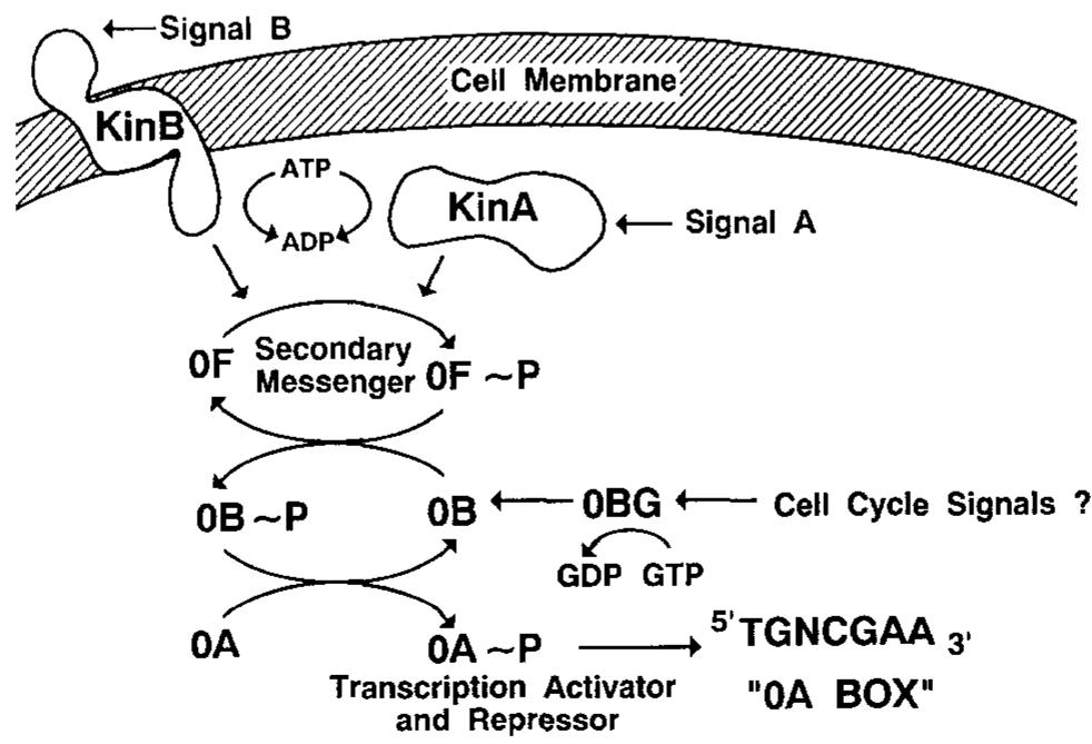 The phosphorelay system of b. subtilis showing the