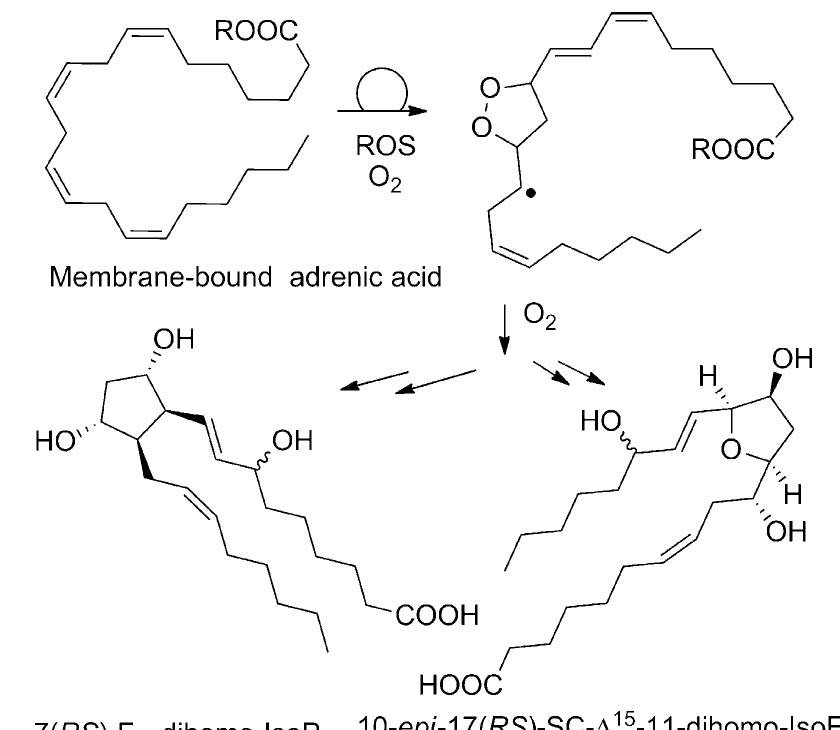 Representative structures of dinomo-lsop and dihomo-isof