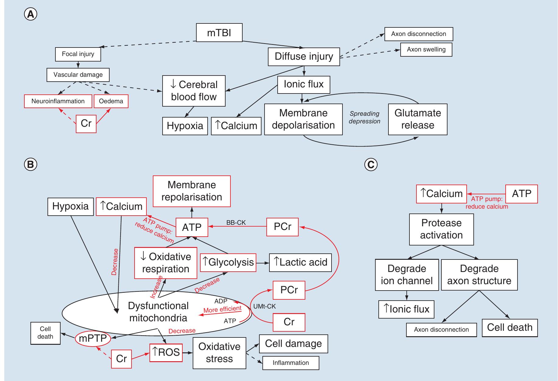 The neurometabolic cascade after mtbi, and its overlap with