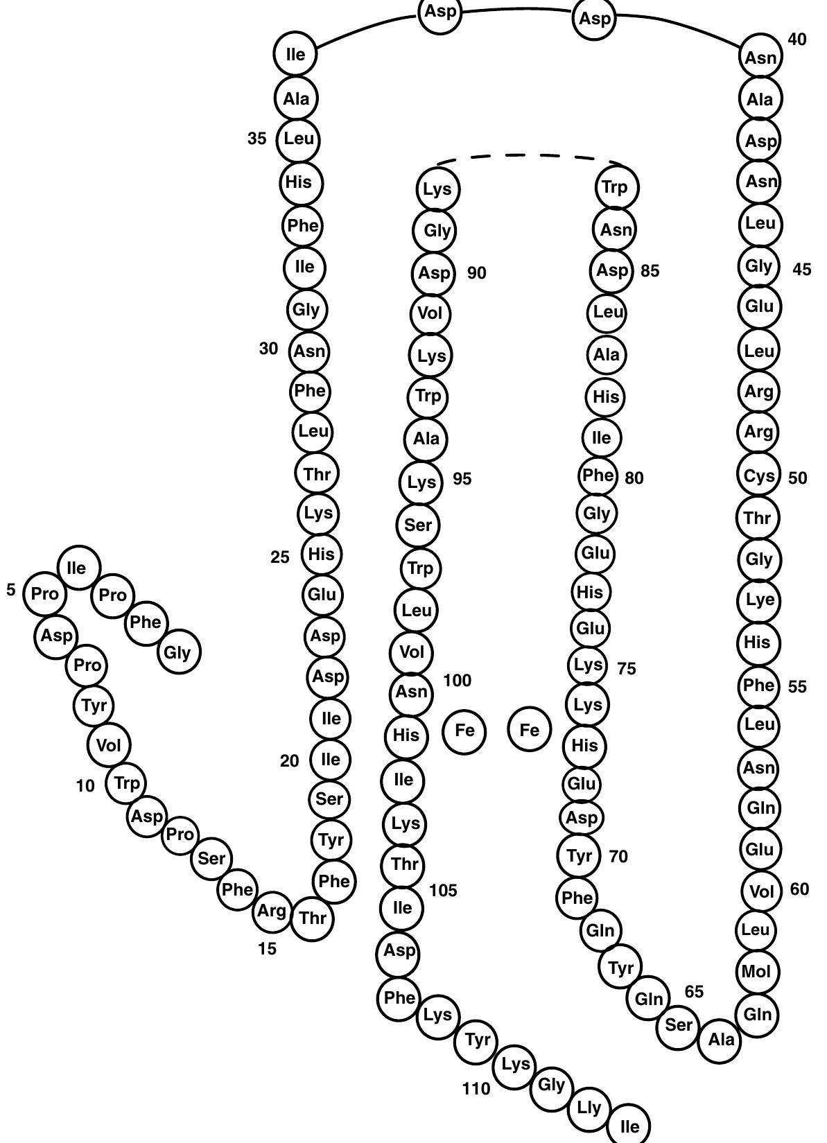 23. primary structure of hemerythrin from erythrocytes of g.