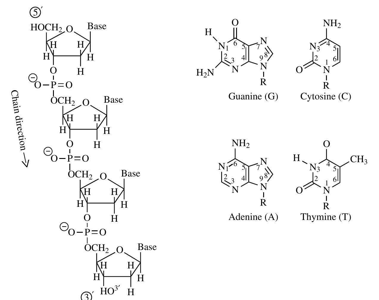 51. structures of one strand of dna chain (left) and four