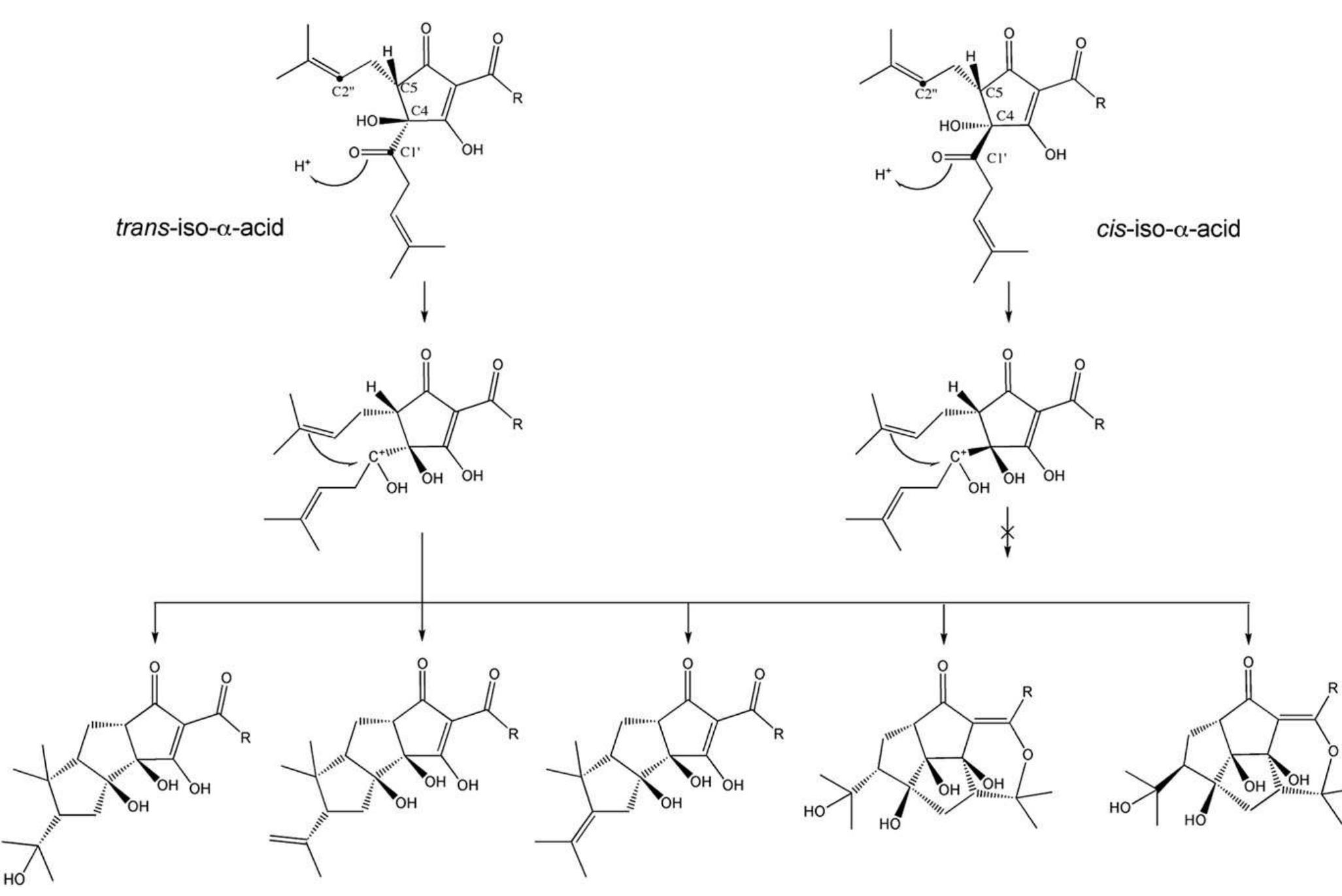 Figure 2 - from Iso-α-acids, bitterness and loss of beer