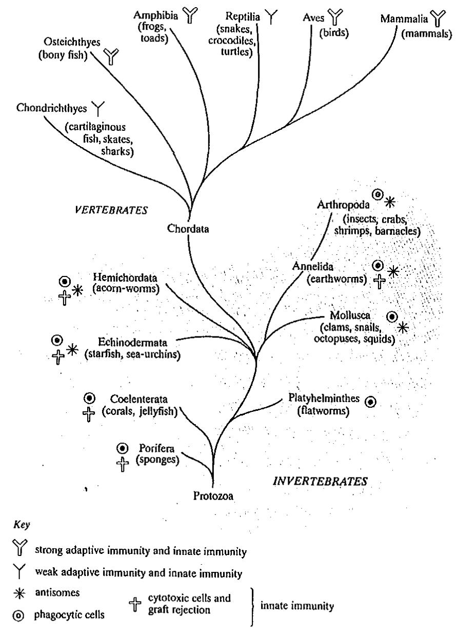 The immune systems of invertebrate and vertebrate phyla as