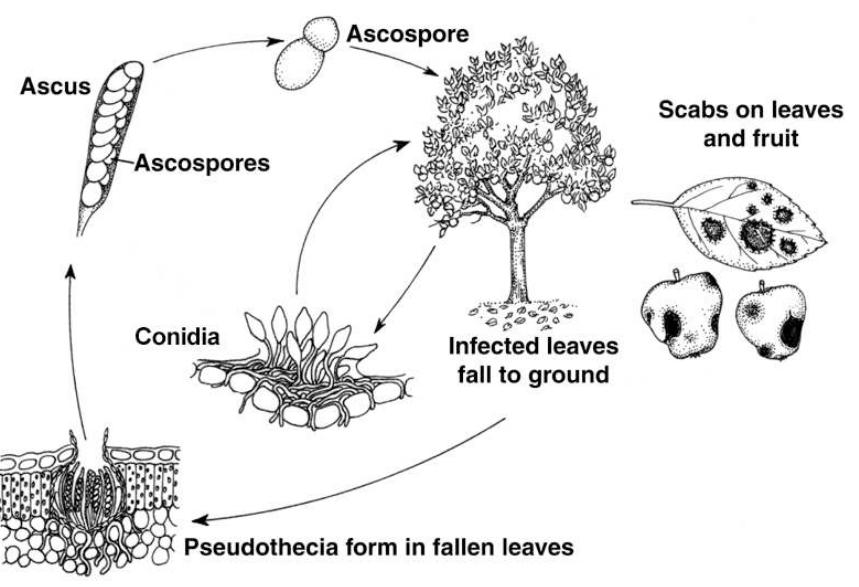 (PDF) FUNGAL PLANT PATHOGENS AND SYMPTOMOLOGY