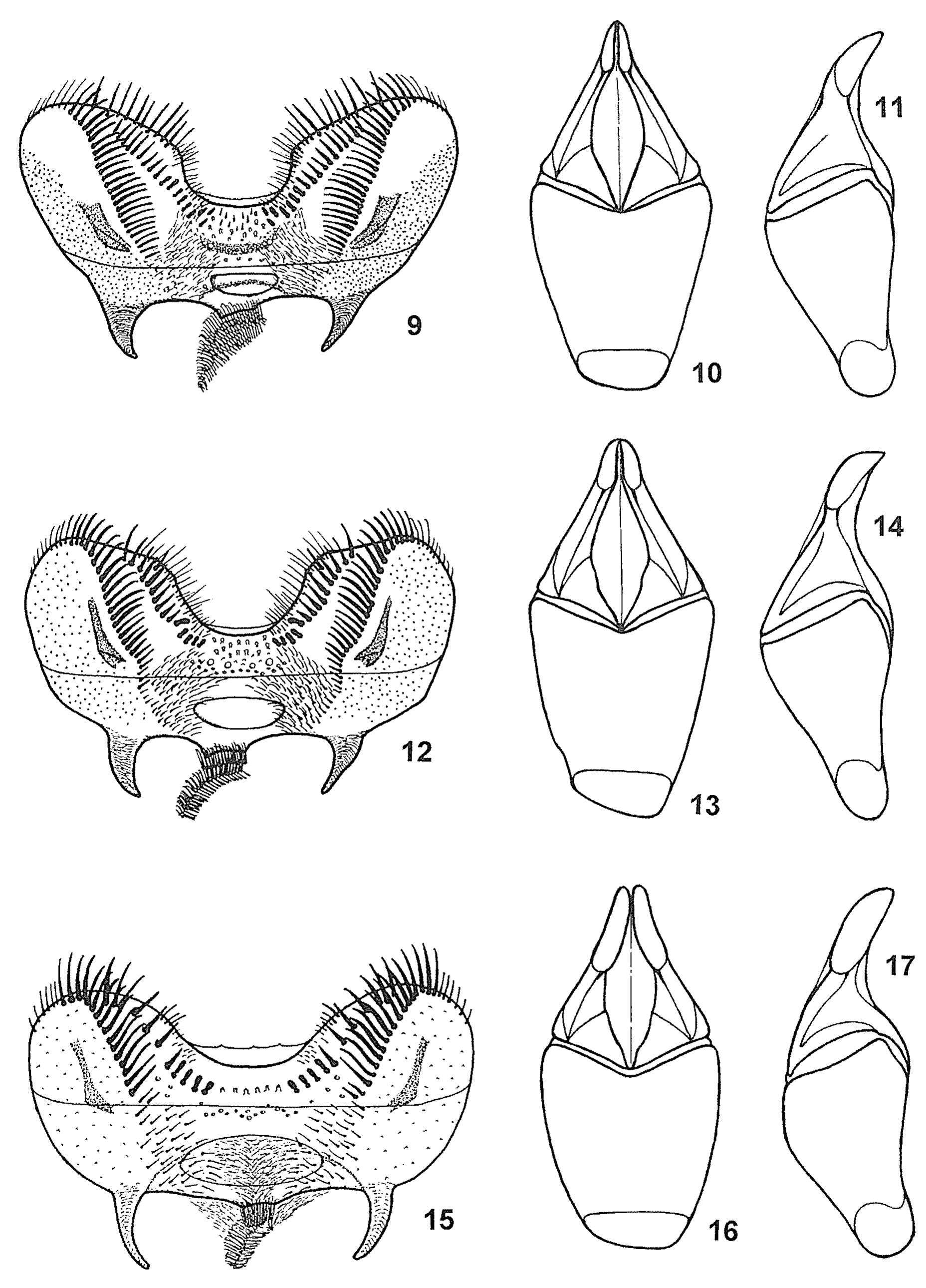 S 9-17. epipharynx and aedeagus (dorsal and lateral view)