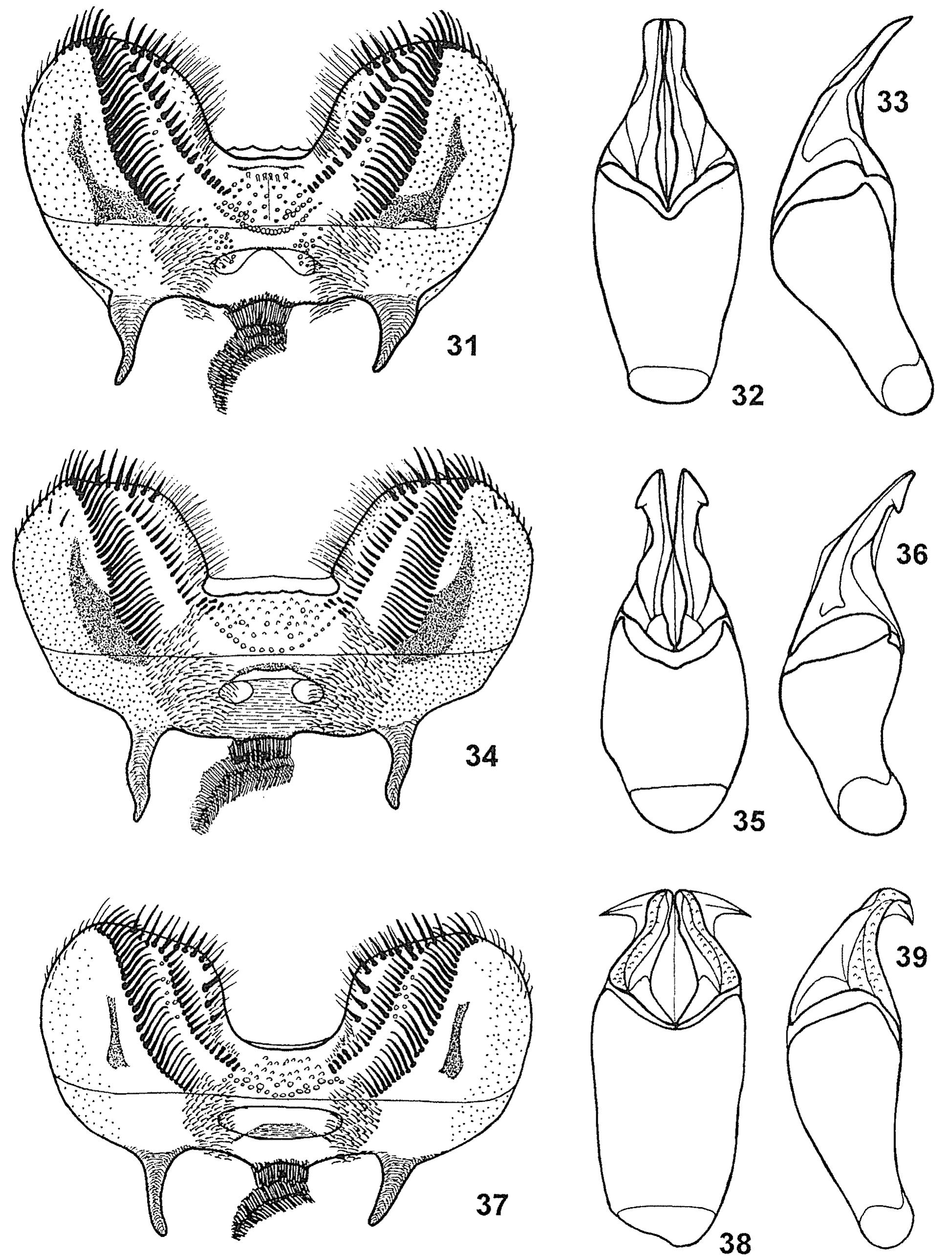 S 31-39. epipharynx and aedeagus (dorsal and lateral view)