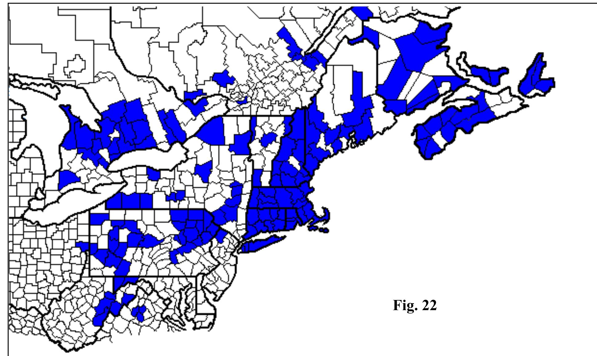 Figure 6 - CELASTRINA SEROTINA (LYCAENIDAE: POLYOMMATINAE):