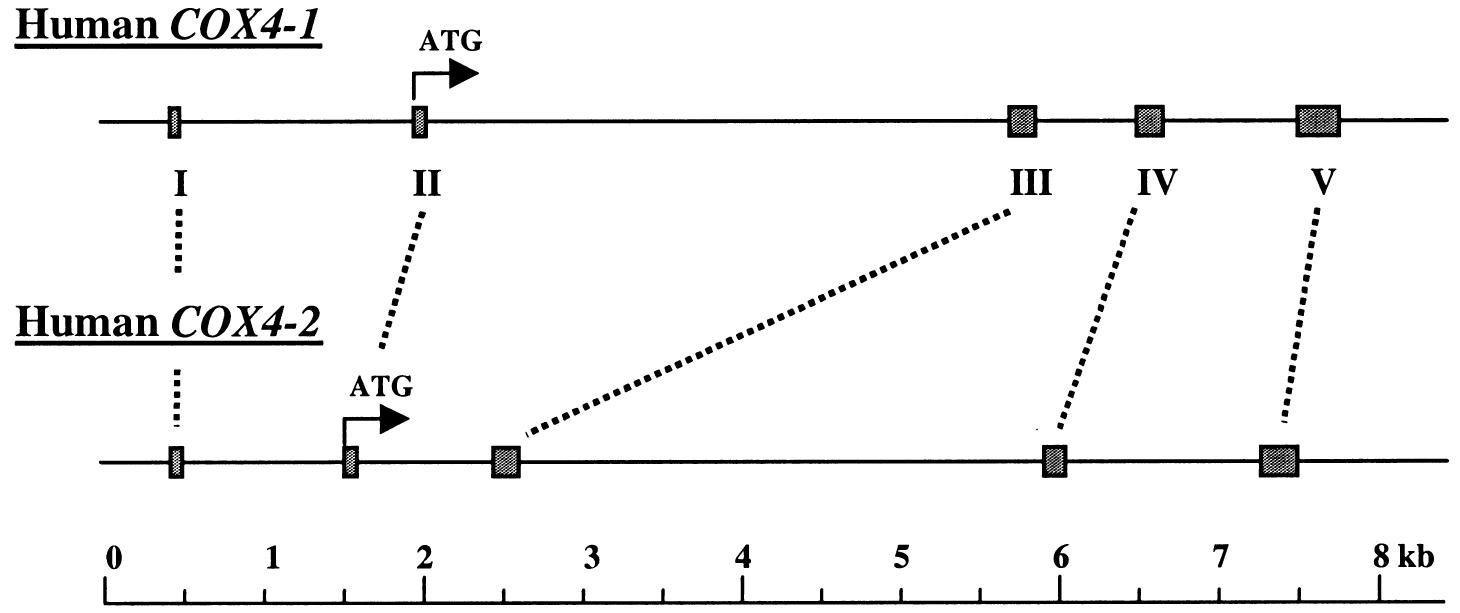 Gene structure of the human cytochrome c oxidase subunit iv