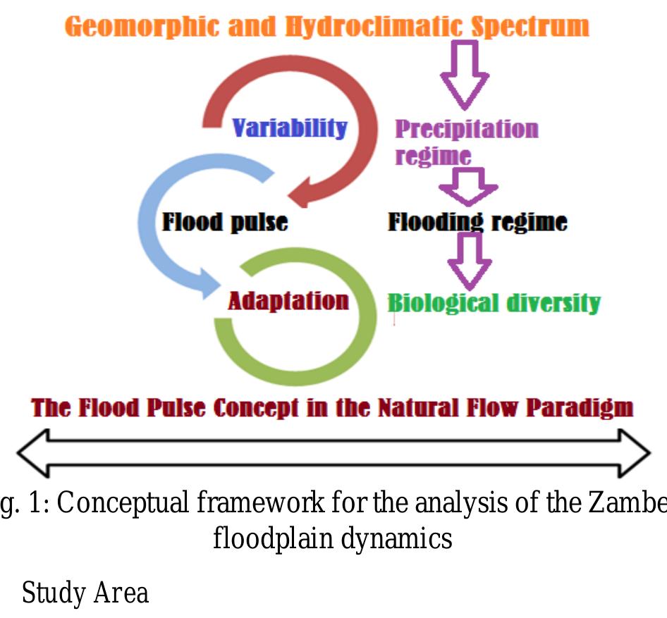 The zambezi floodplain is a wetland ecosystem occurring in