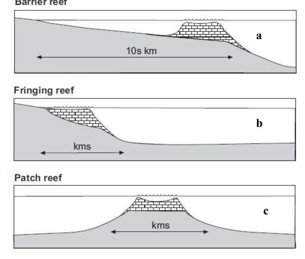Fringing reefs are built out directly from the shoreline and