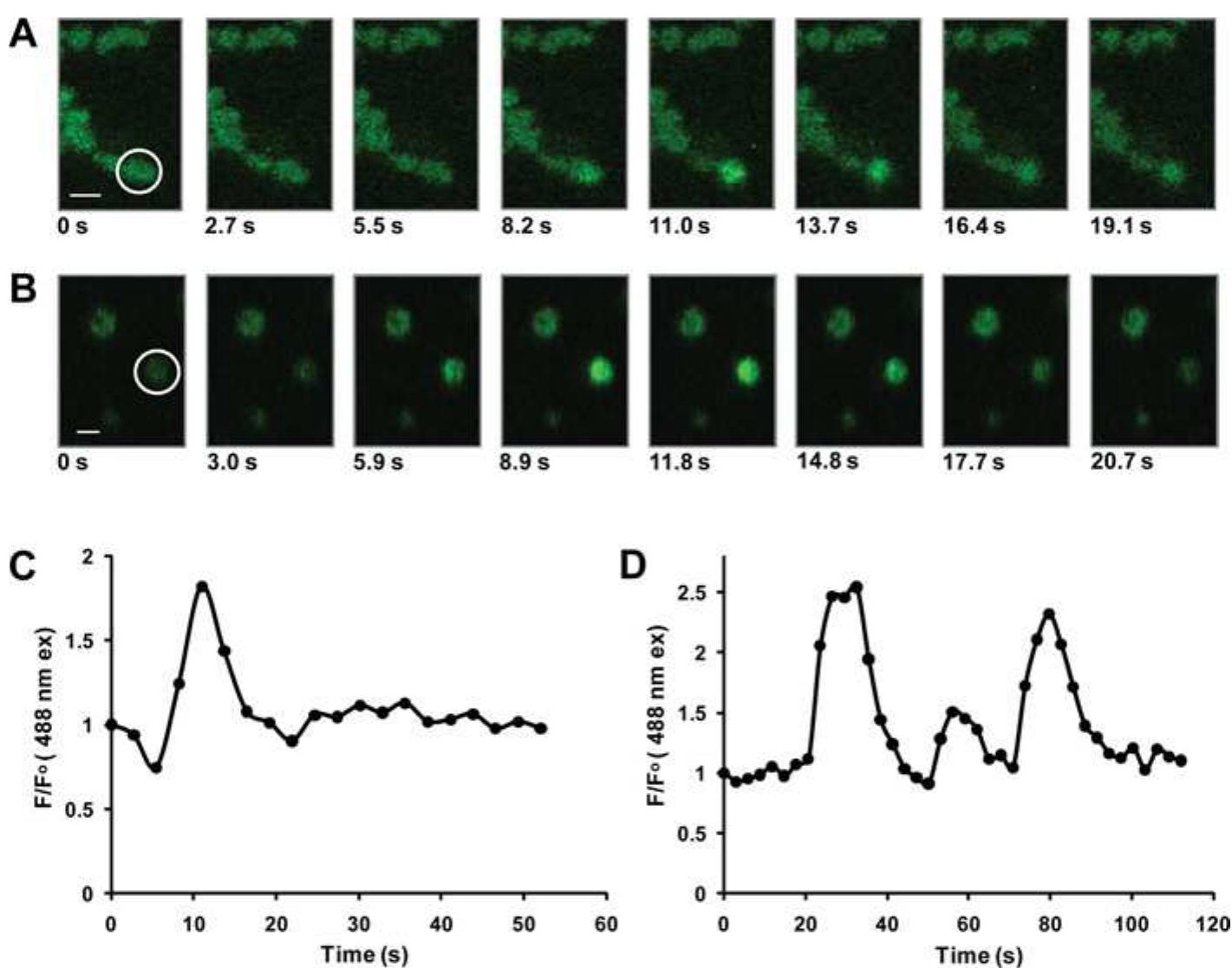 Figure 1 - The circularly permuted yellow fluorescent