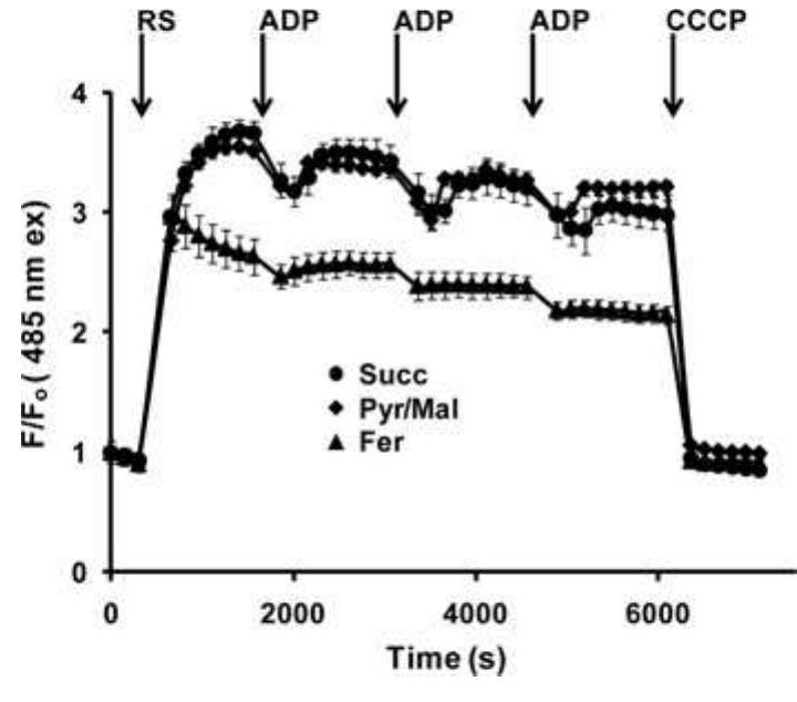 Figure 2 - The circularly permuted yellow fluorescent