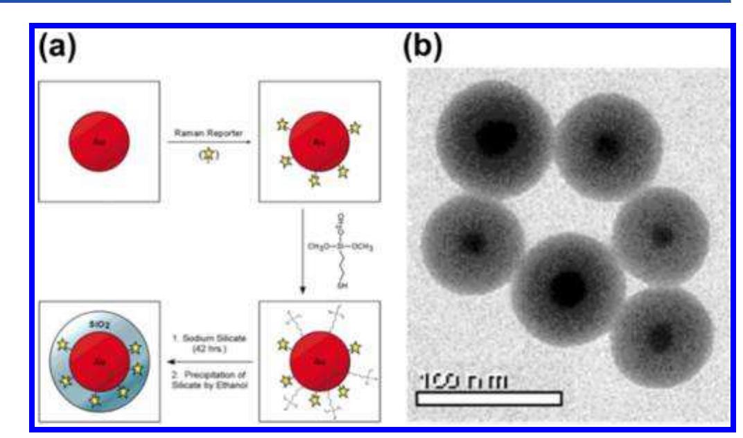 (a) schematic diagram of the synthesis of au@sio, with raman