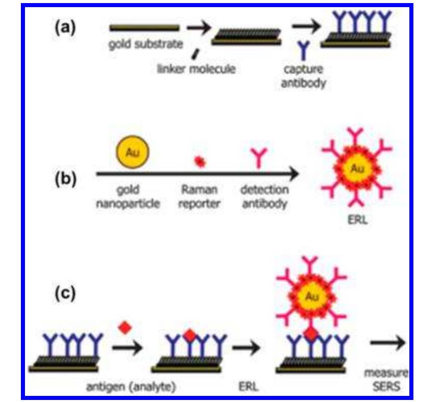 $2. schematic description of sers-based immunoassay assay.