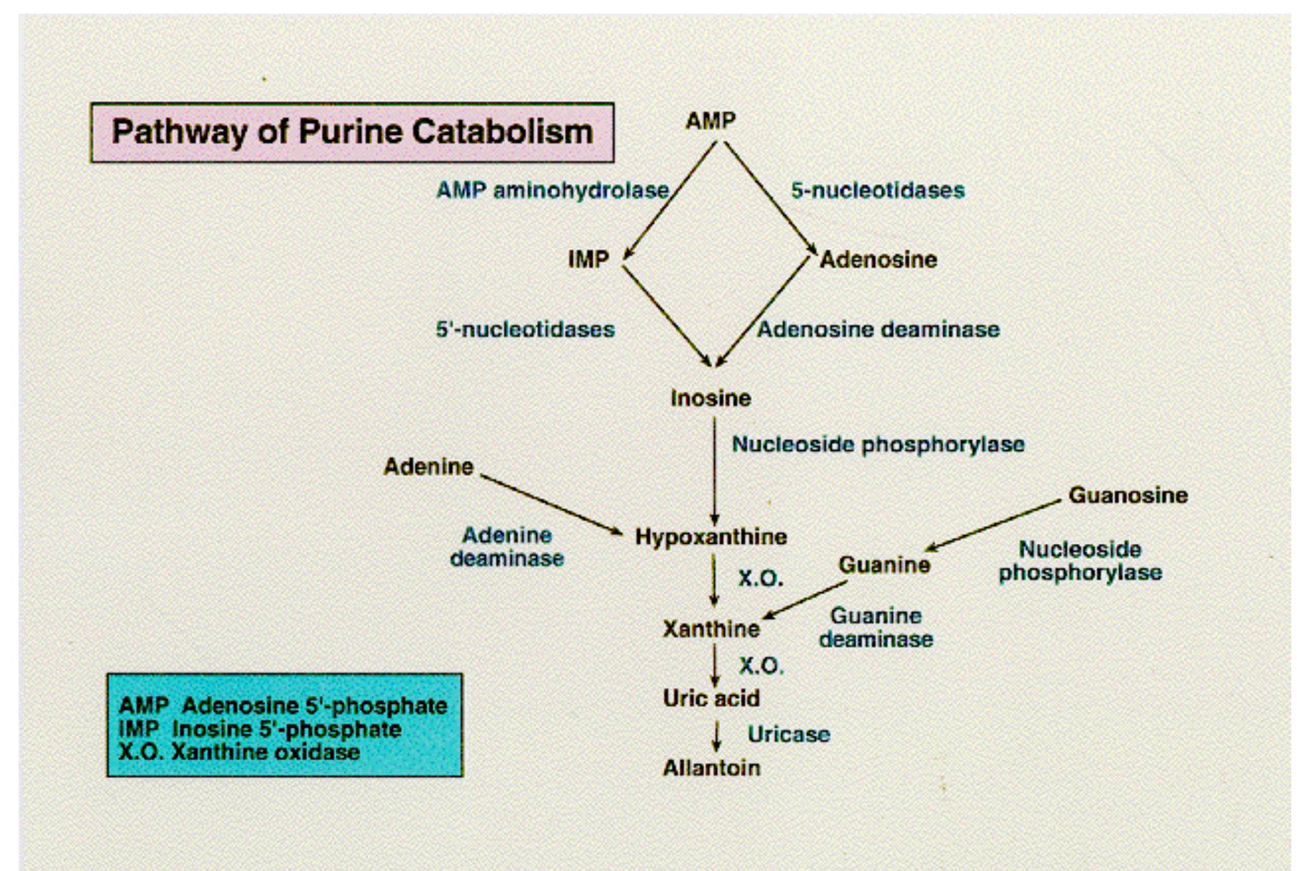 Figure 1 - from Estimation of Microbial Protein Supply to