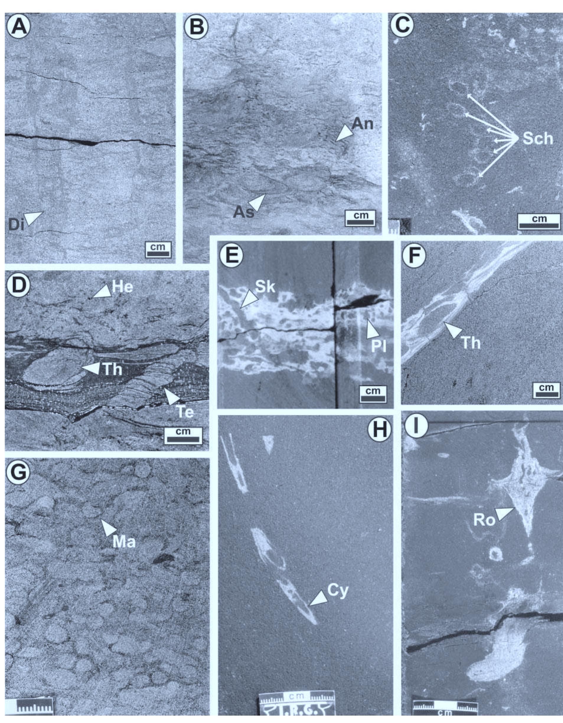 Trace fossils of the lower estuary in the bluesky formation,