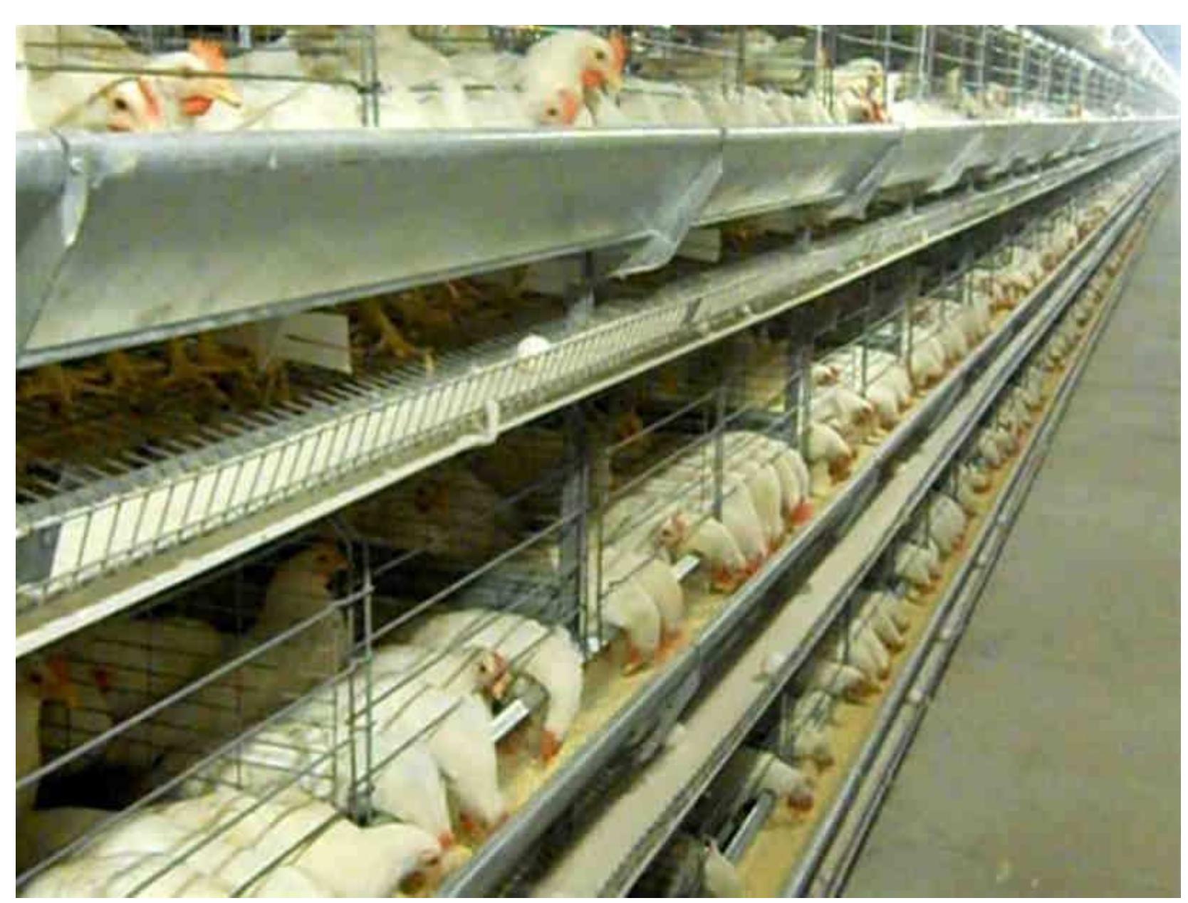 The battery cage system for laying hens was introduced